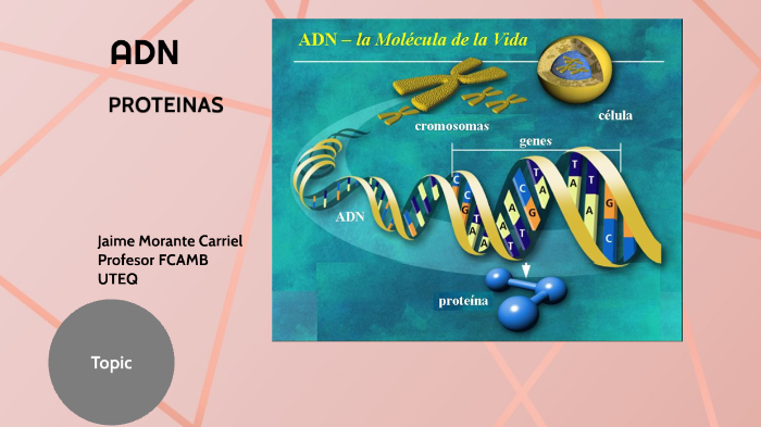 ADN Y PROTEINAS by JAIME MORANTE on Prezi