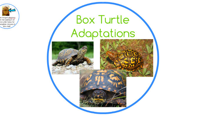 Box Turtle Adaptations by Caroline Gensler on Prezi