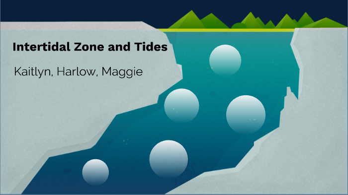 Intertidal Zone and Tides by Maggie Fraser on Prezi