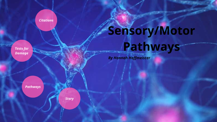 Sensory/Motor Pathways by Hannah Hoffmeister on Prezi