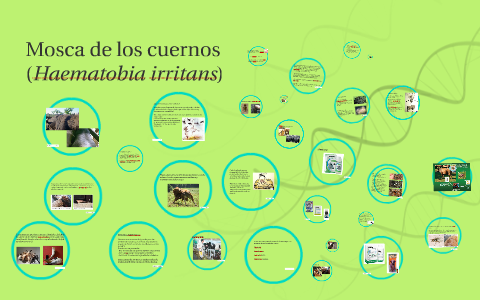 Mosca de los cuernos (Haematobia irritans) by Vanessa Ortiz on Prezi Next