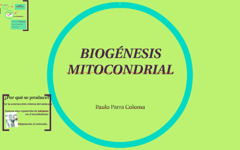 BIOGÉNESIS MITOCONDRIAL by Patricia Bravo on Prezi