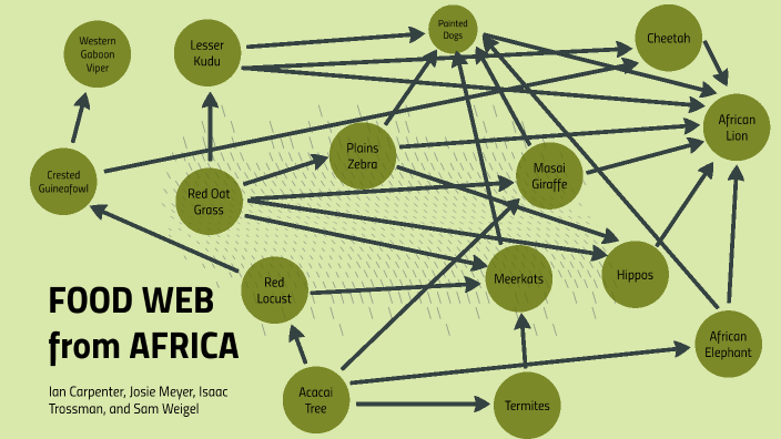 Enviro Final Project Food Web by Josie Meyer on Prezi