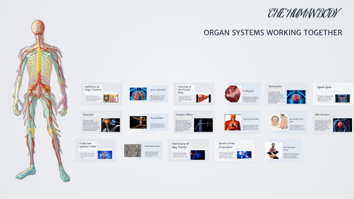 THE HUMAN BODY-ORGAN SYSTEMS WORKING TOGETHER by Princess Sheine ...