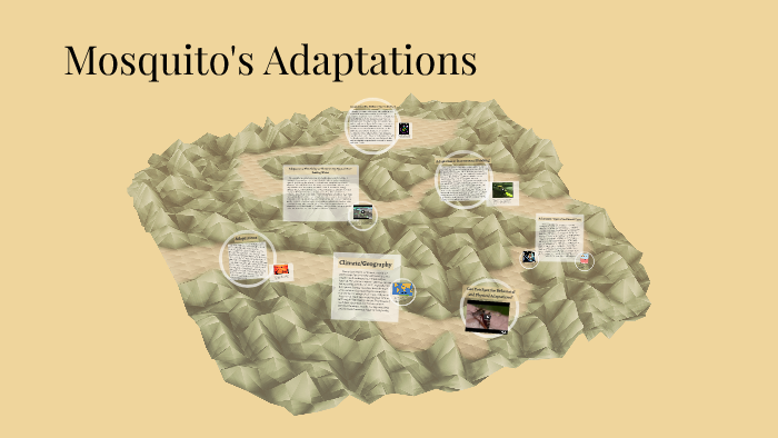 Mosquito's Adaptations by Kevin Wa on Prezi