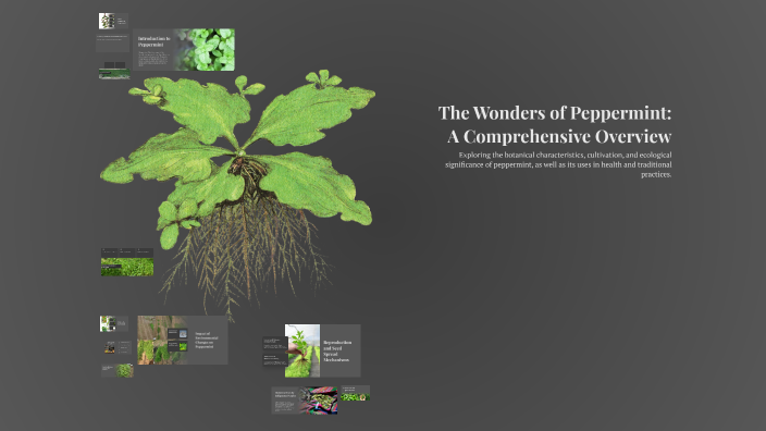 The Wonders of Peppermint: A Comprehensive Overview by Darryl Franklin ...