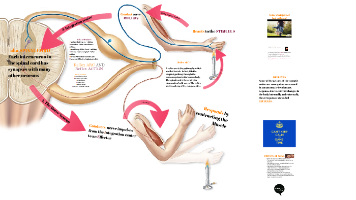 REFLEX ARC AND REFLEX ACTION by anmoldeep sandhu on Prezi