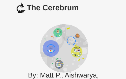 HAP-Amazing Brain by Sophie Bendrath on Prezi