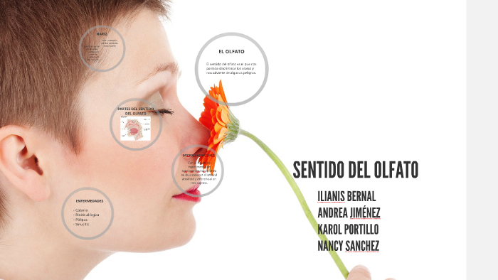 EL SENTIDO DEL OLFATO by on Prezi