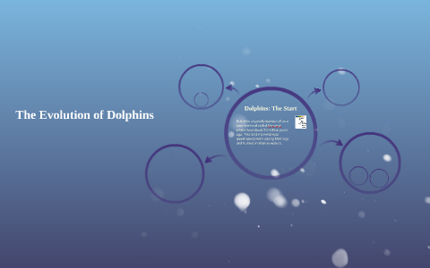 The Evolution of Dolphins by Adam Mansfield on Prezi
