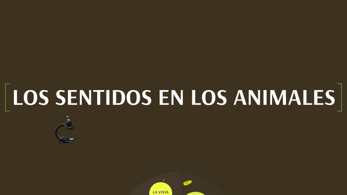 LOS SENTIDOS EN LOS ANIMALES by on Prezi
