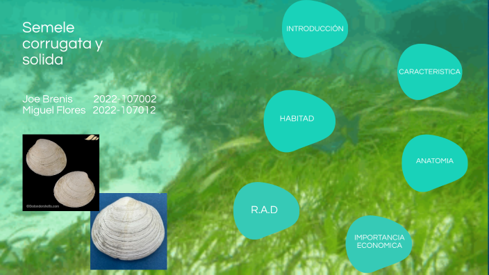 Semele corrugata y solida by Miguel FloresCalvo on Prezi