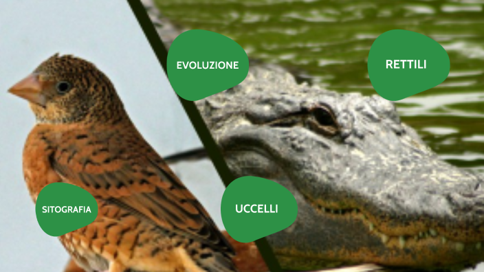 Rettili e Uccelli by Lorenzo Bianchini on Prezi