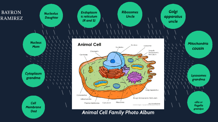 cell family by Bayron Josue Ramirez Lopez on Prezi