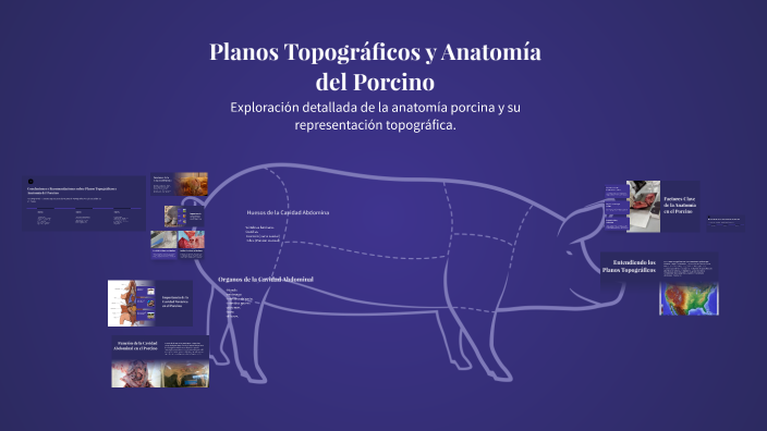 Planos Topográficos Y Anatomía Del Porcino By Yordy Yordany Vera