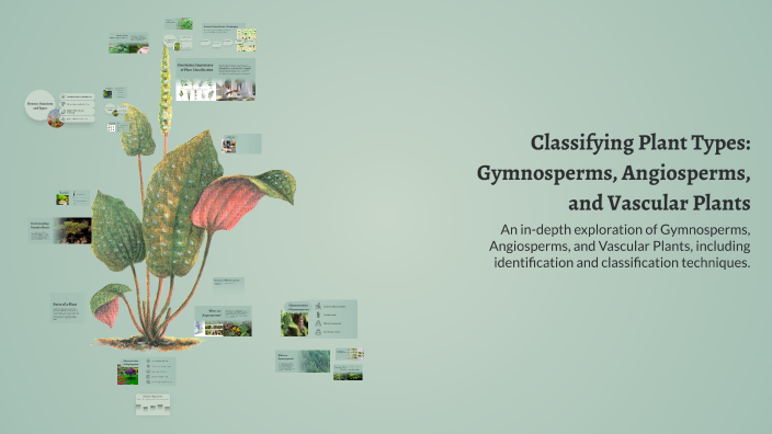Classifying Plant Types: Gymnosperms, Angiosperms, and Vascular Plants ...