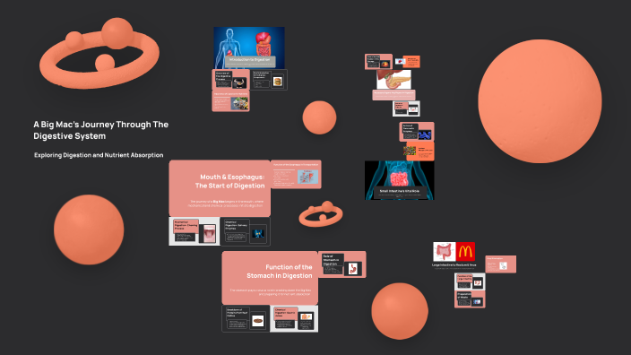 A Big Mac's Journey Through The Digestive System by Katarina Trutina on ...