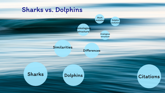 sharks vs Dolphins by Madeline Masterson on Prezi