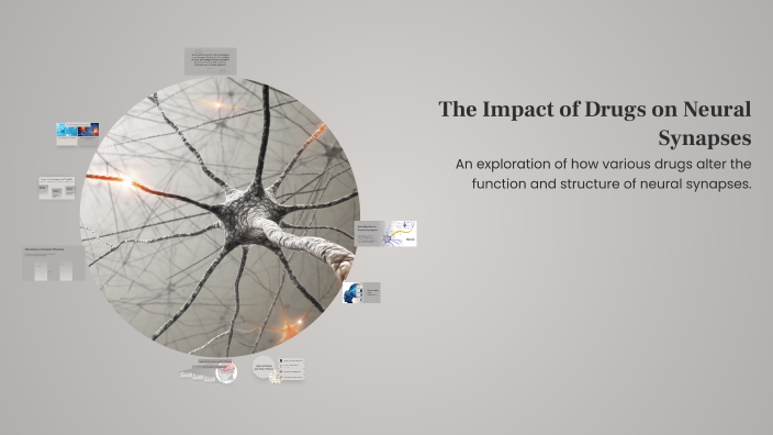 The Impact of Drugs on Neural Synapses by Sarah S on Prezi