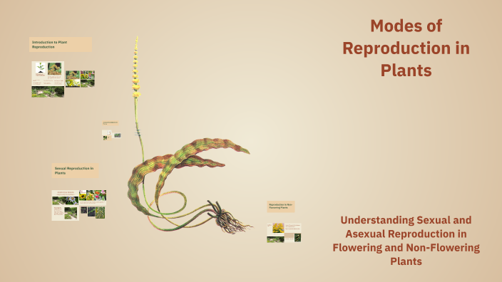 Modes of Reproduction in Plants by Aimee Molina on Prezi