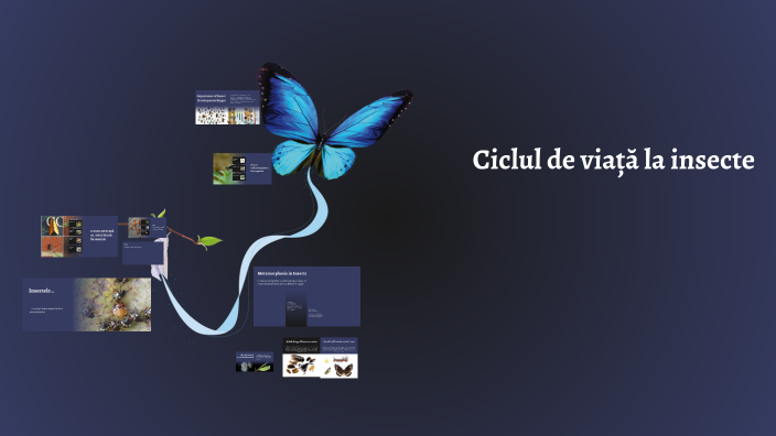 Stages of Insect Development by Catalina Brinza on Prezi