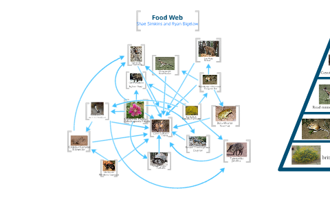 Desert Food Web by Ryan Bigelow on Prezi