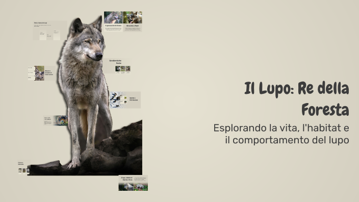 Il Lupo: Re della Foresta by nicolo doria on Prezi