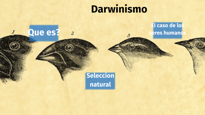 Darwinismo by Laura Orjuela on Prezi