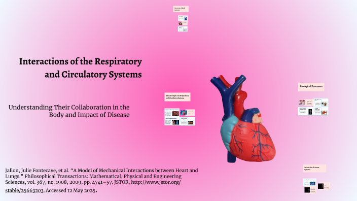 Interactions of the Respiratory and Circulatory Systems by Marisol ...