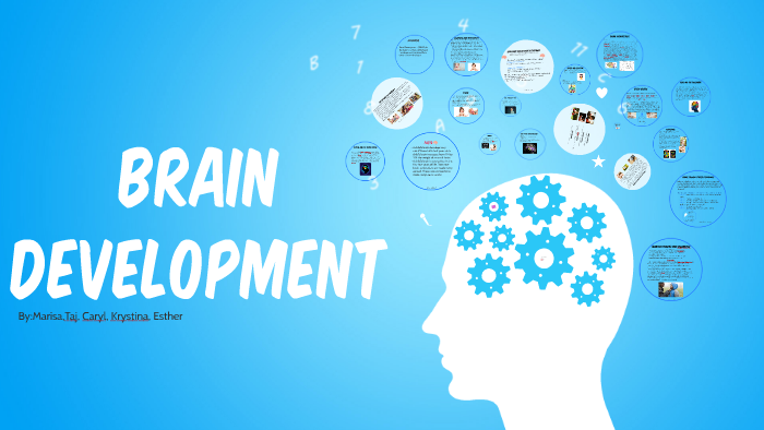 Brain Development by Marisa Crocco