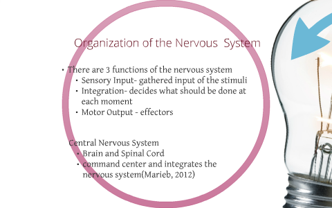 Nervous System by Ethan Rowell