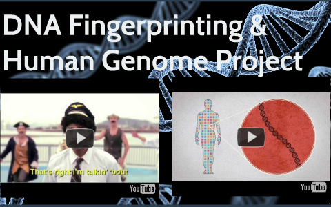 DNA Fingerprinting & Human Genome Project by Sam Richwine on Prezi