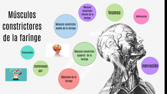 Músculos de la faringe by angelica ortiz on Prezi