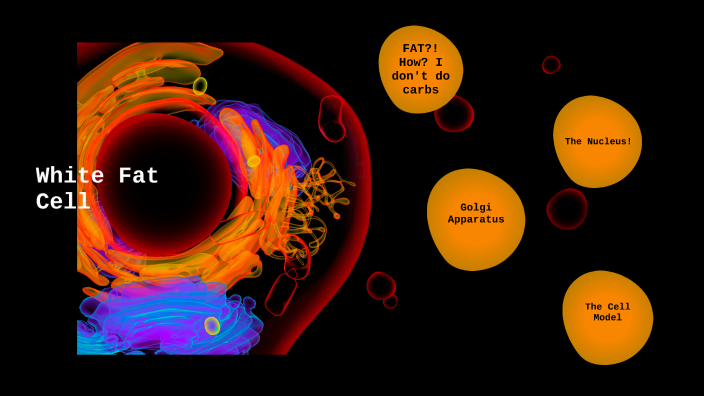 Fat Cell Diagram by Emily Moore on Prezi