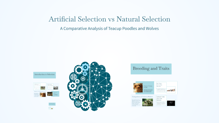 Artificial Selection vs Natural Selection by Jariya Roseberry on Prezi