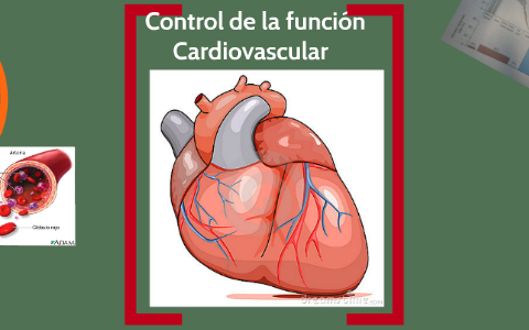 Control de la funcion cardiovascular. by Javier Caro on Prezi