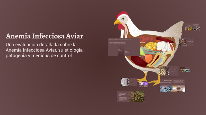 Anemia Infecciosa Aviar by Webi Ando on Prezi