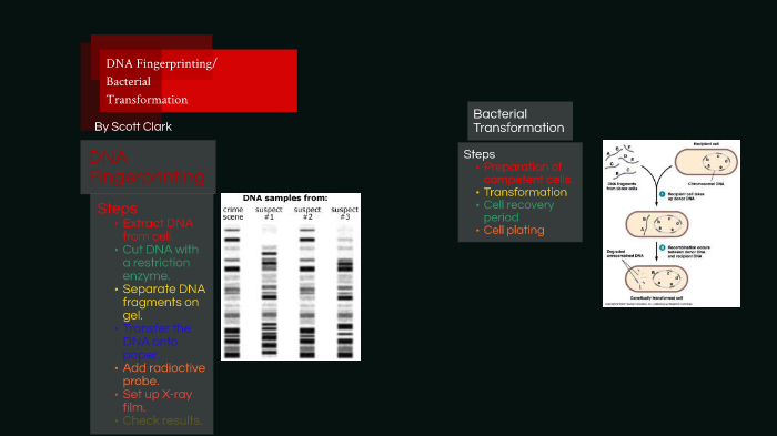 DNA Fingerprinting/ Bacterial Transformation Scott Clark by Scott Clark ...