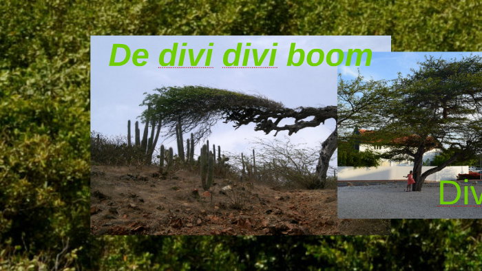 Bomen op Curaçao by Cor Van Donge on Prezi