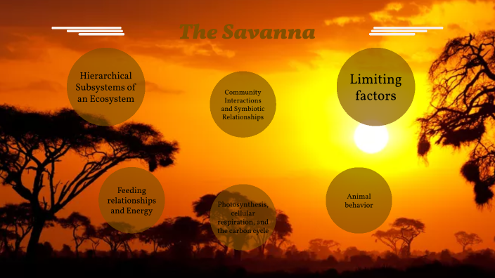 Ecology Summative Assessment by Yu-Jen Chiu on Prezi
