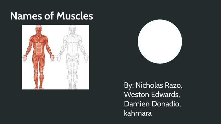 MUSCLES by Nicholas Razo on Prezi