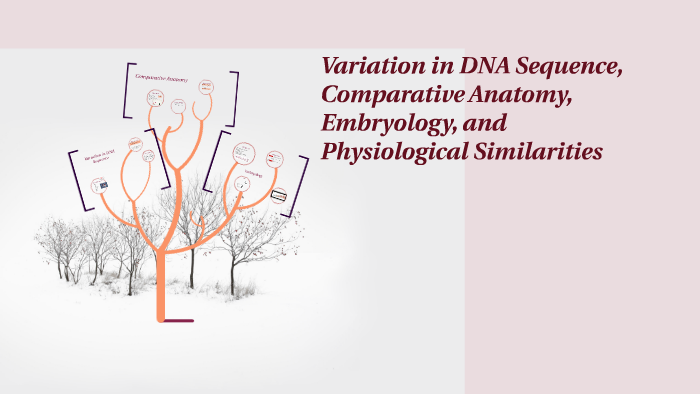 Variation in DNA Sequence, Comparative Anatomy, Embryology, by Alyssa ...