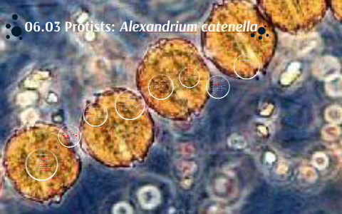 06.03 Protists: Alexandrium catenella by Rene V. on Prezi