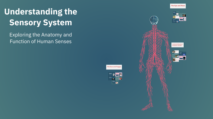 Understanding the Sensory System by Michelle Esteves on Prezi