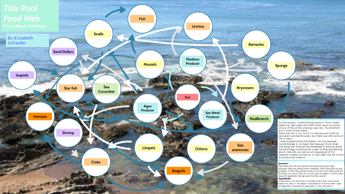 Pismo Beach Tide Pool Food Web by Elizabeth S on Prezi