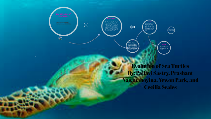 Evolution of Sea Turtles by Pallavi Sastry on Prezi
