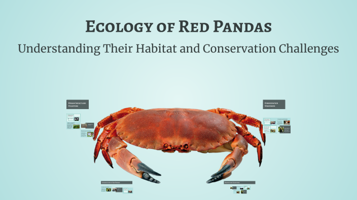 Ecology of Red Pandas by Keyleigh Pratt on Prezi