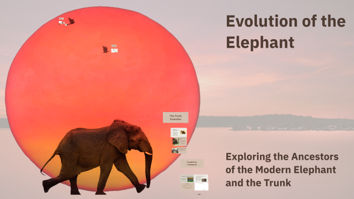 Evolution of the Elephant by Bethany Cole on Prezi