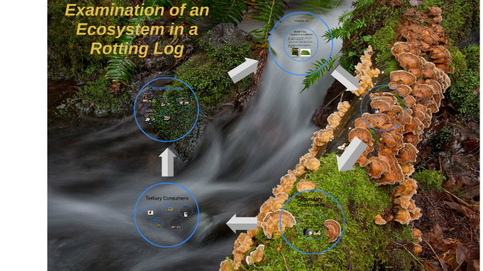 Examination of an Ecosystem in a Rotting Log by Alexa Ide on Prezi