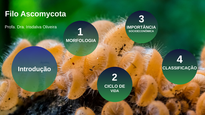 Fungos: Filo Ascomycota by Irisdalva Oliveira on Prezi